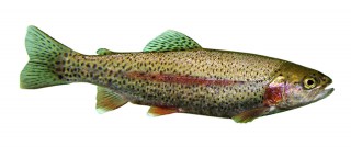 Trout Can Kill Your Dog | How to Safely Feed This Fish!